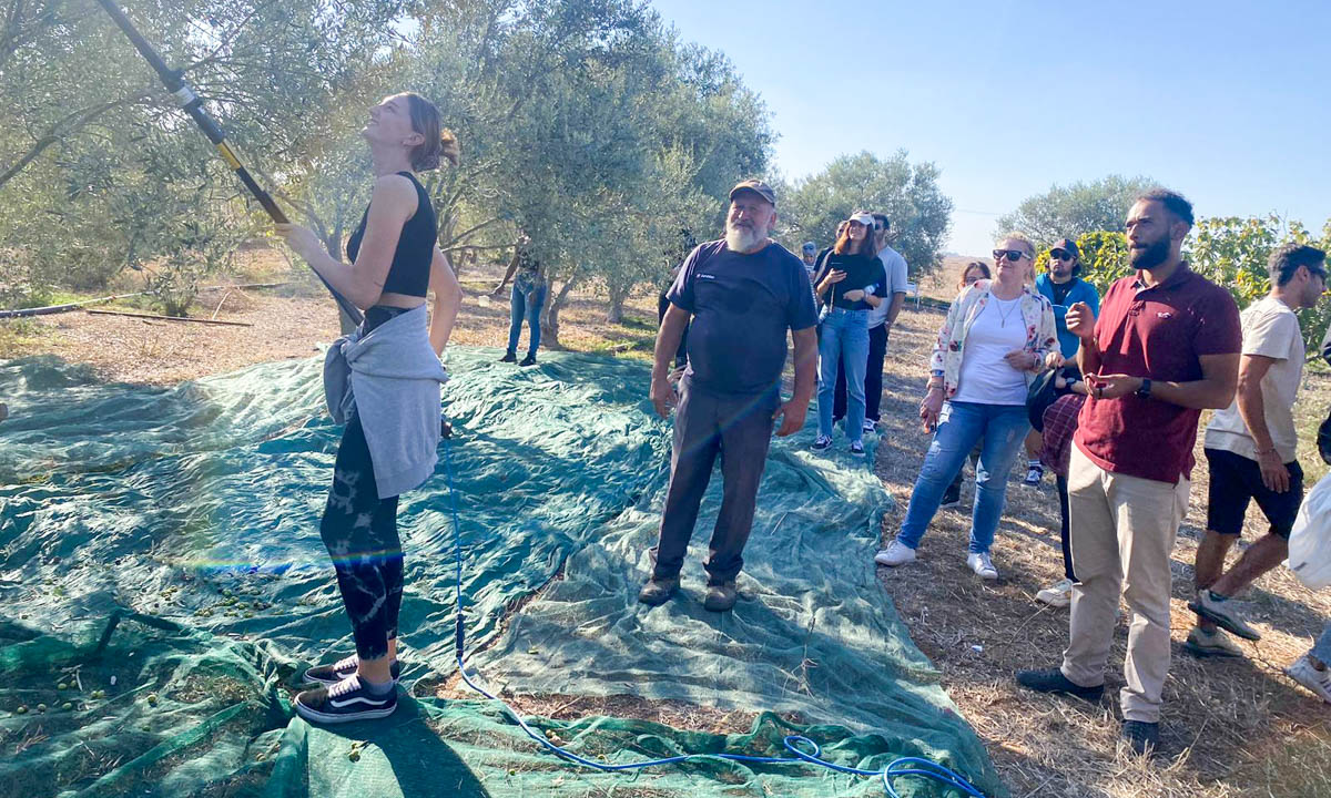 Olive Harvesting and Journey to the Olive Oil with EMU Students | News ...